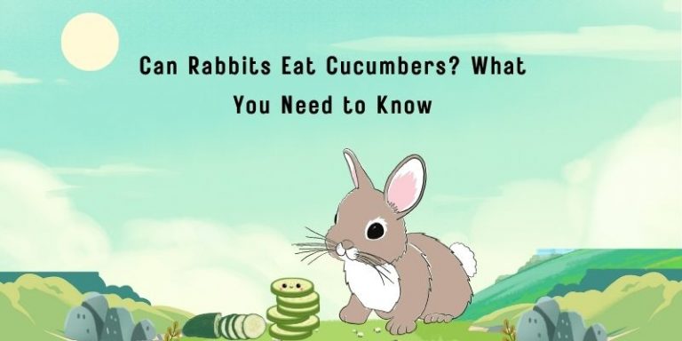 Can Rabbits Eat Cucumbers? What You Need to Know